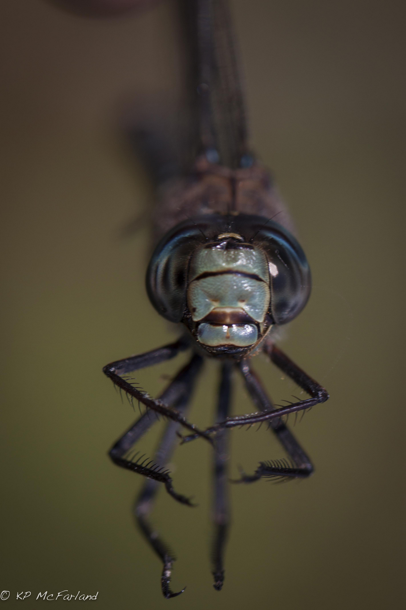 Report a Sighting | Vermont Atlas of Life