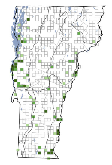 Northern Mockingbird | Vermont Atlas of Life