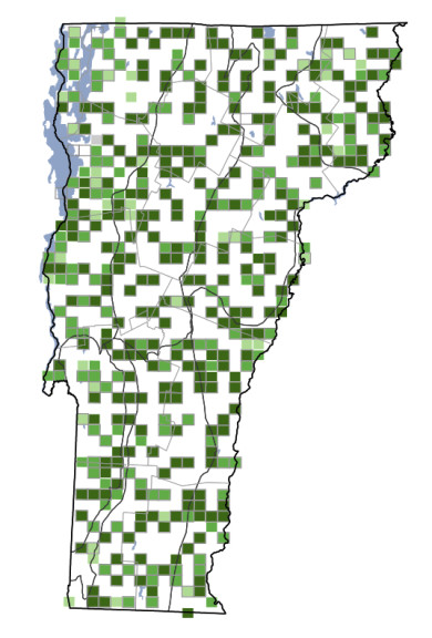 Ovenbird | Vermont Atlas of Life