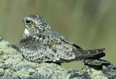 Aerial Insectivores | Vermont Atlas of Life