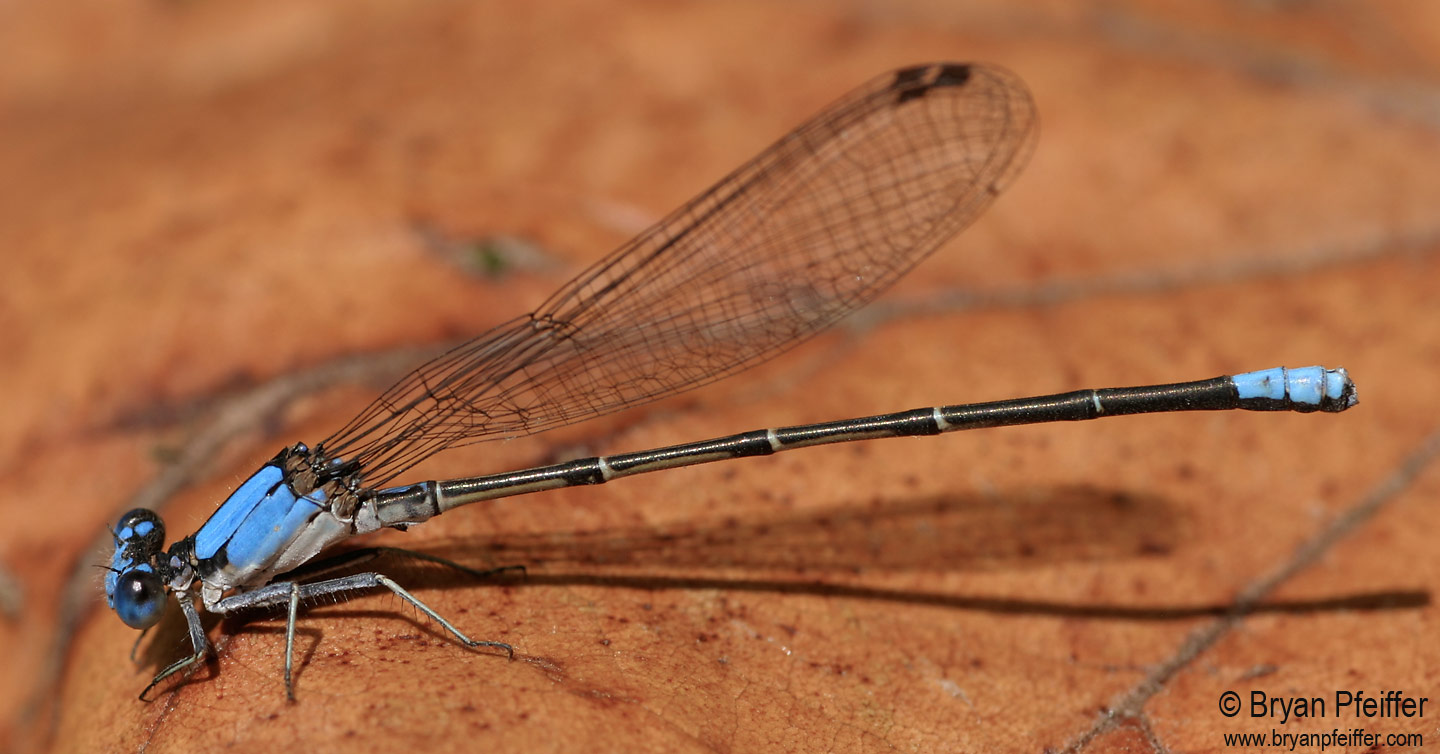 Blue-fronted Dancer | Vermont Atlas of Life