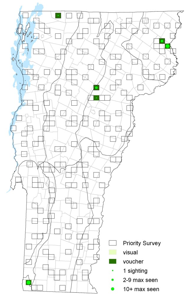 Bog Copper | Vermont Atlas of Life