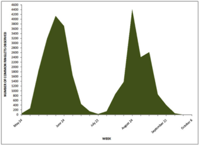 Common Ringlet | Vermont Atlas of Life