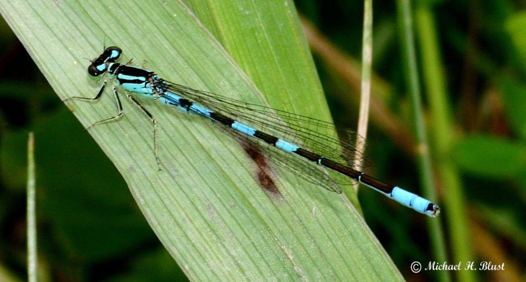 Taiga Bluet | Vermont Atlas of Life
