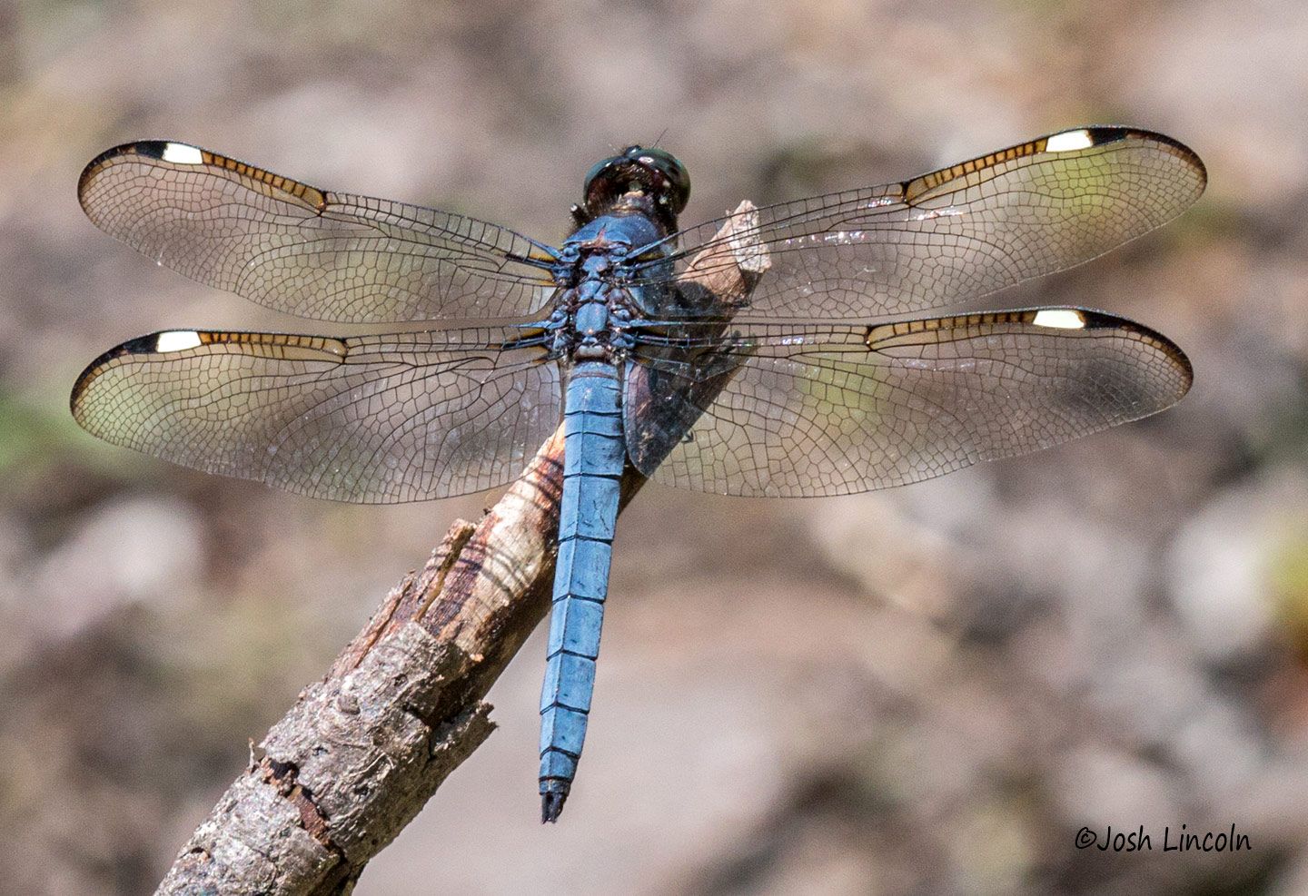 Spangled Skimmer | Vermont Atlas of Life