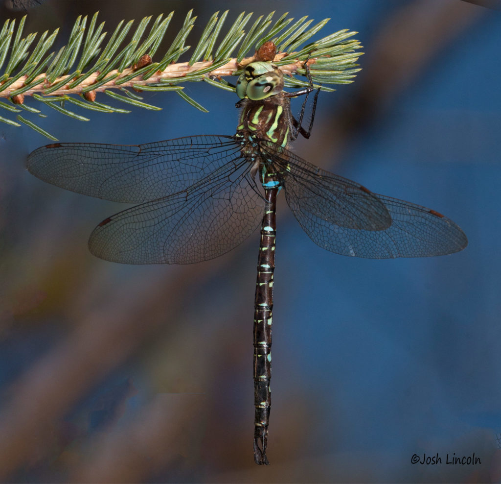 Shadow Darner | Vermont Atlas of Life