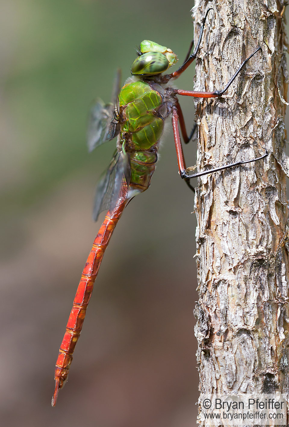 Comet Darner | Vermont Atlas of Life