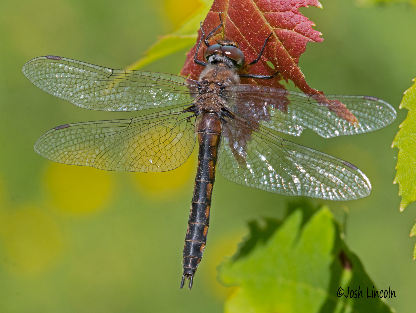 Spiny Baskettail | Vermont Atlas of Life