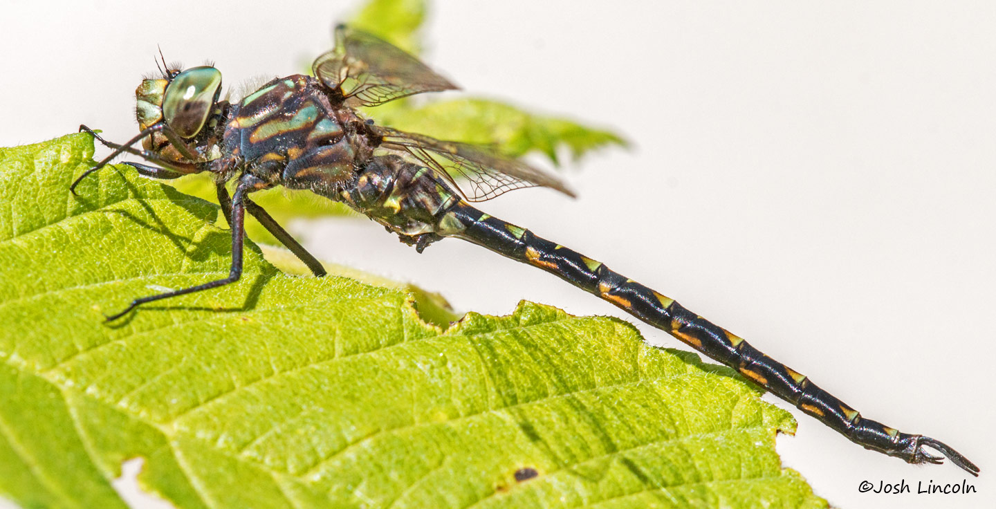 Harlequin Darner | Vermont Atlas of Life