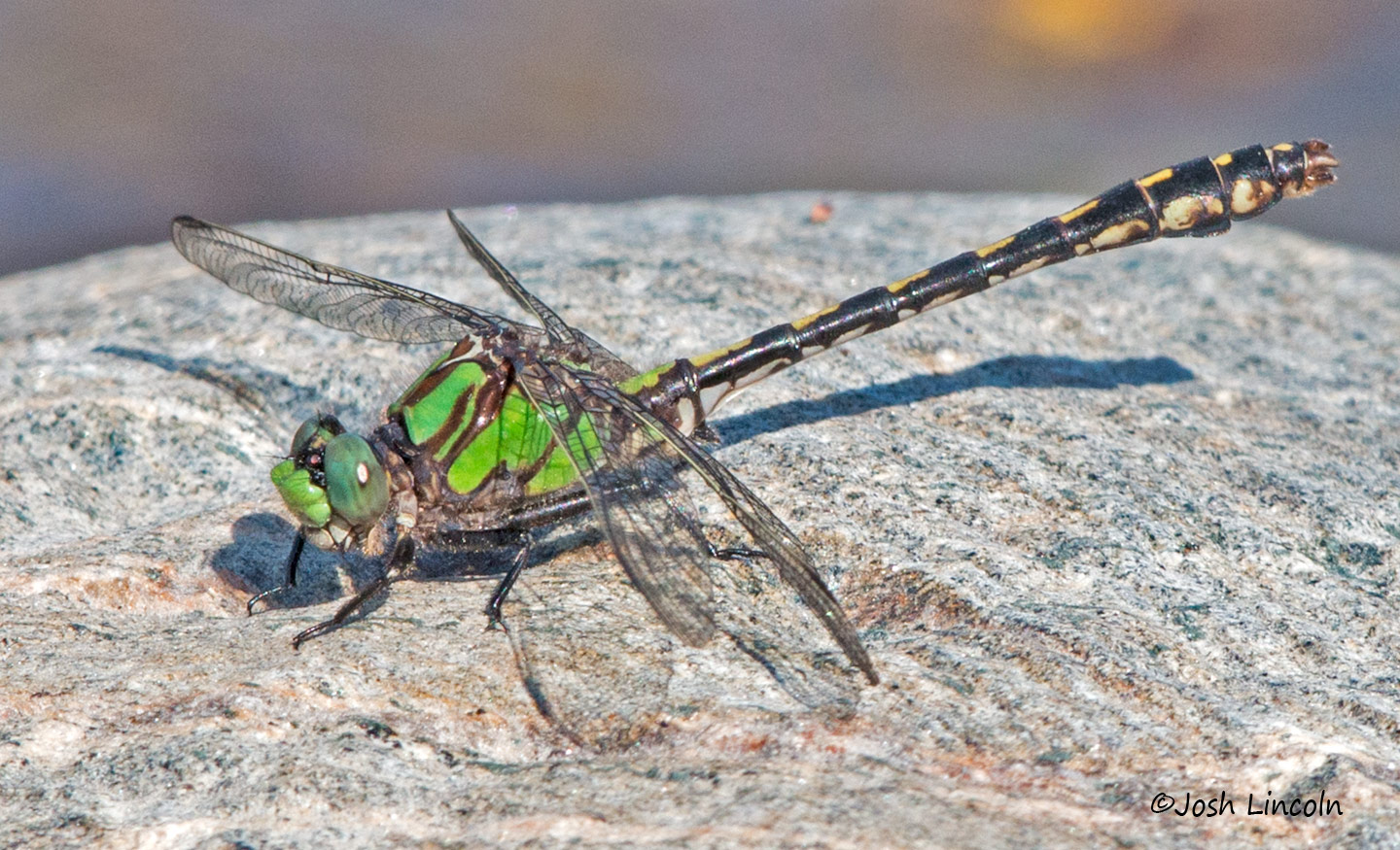 Riffle Snaketail | Vermont Atlas of Life