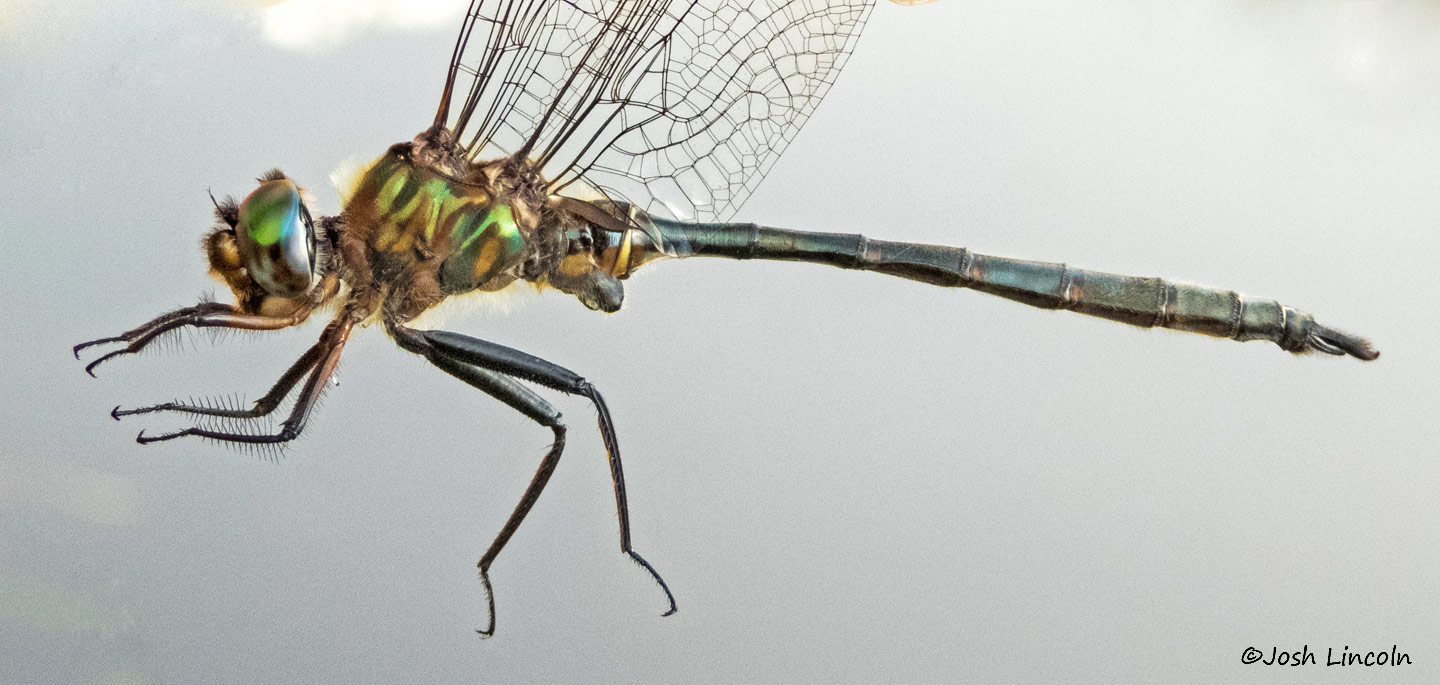 Williamson’s Emerald | Vermont Atlas of Life