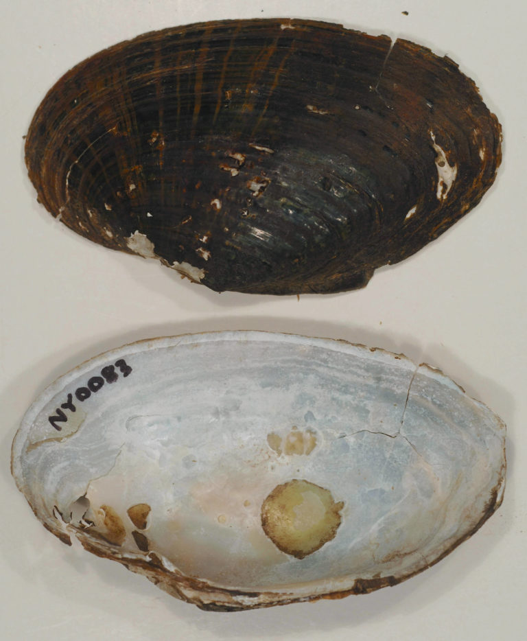Alasmidonta marginata | Vermont Atlas of Life