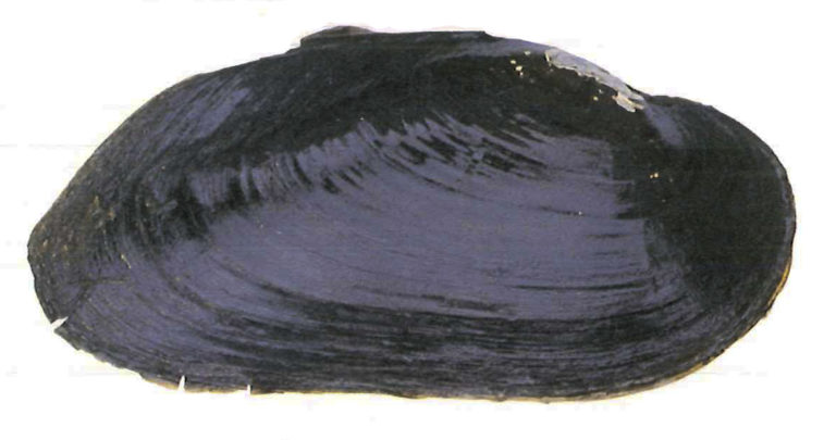 Margaritifera margaritifera | Vermont Atlas of Life