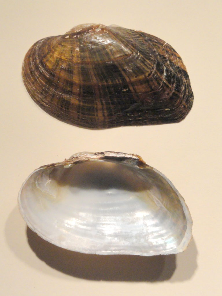 Alasmidonta varicosa | Vermont Atlas of Life