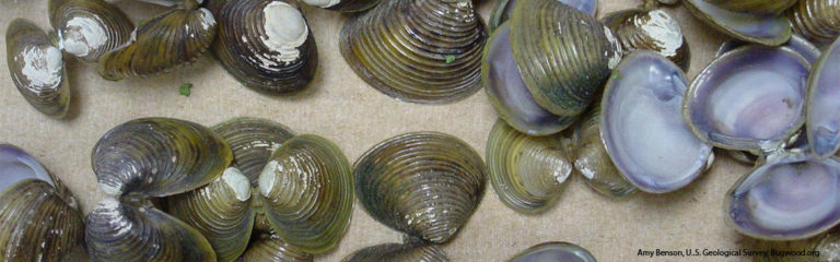 Corbicula fluminea | Vermont Atlas of Life