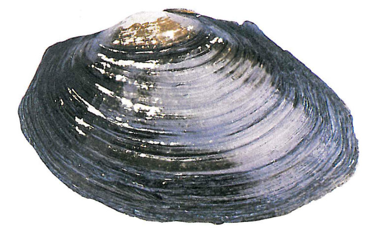 Pyganodon grandis | Vermont Atlas of Life