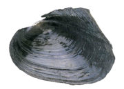 Potamilus alatus | Vermont Atlas of Life