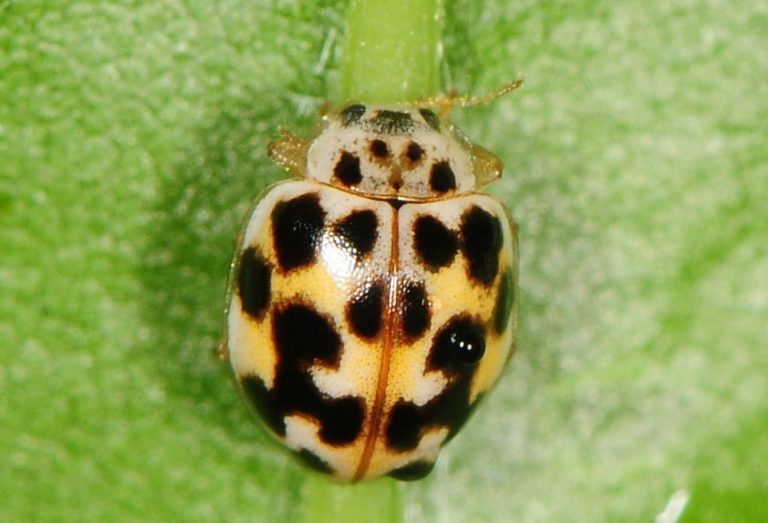 Twenty-spotted Lady Beetle | Vermont Atlas of Life
