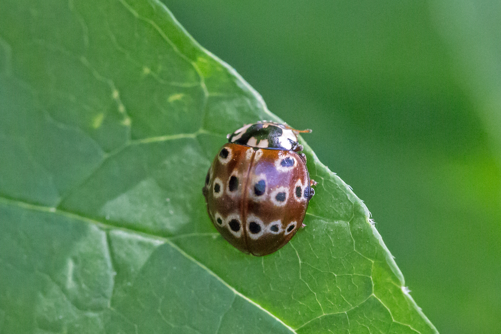 Eye-spotted Lady Beetle | Vermont Atlas of Life