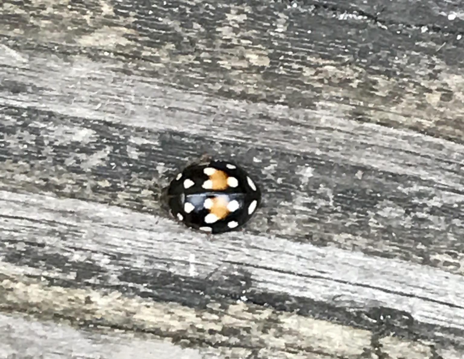 Cream-spotted Ladybird | Vermont Atlas of Life