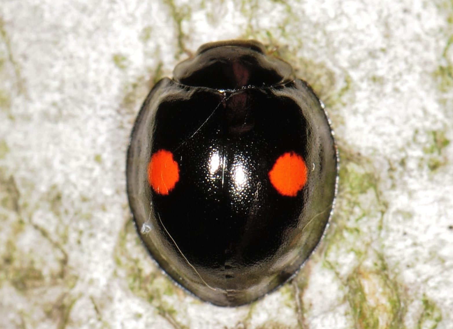 Twice-stabbed Lady Beetle | Vermont Atlas of Life