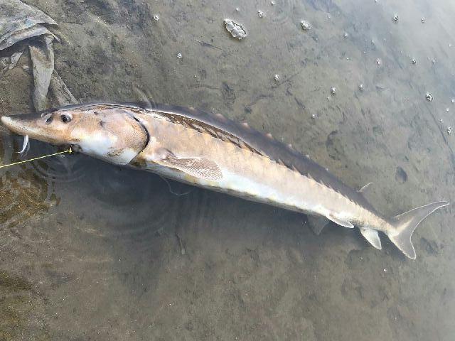 Shortnose Sturgeon
