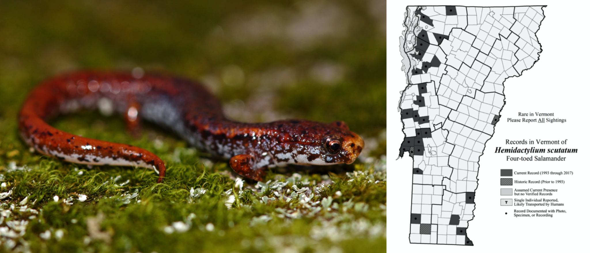 Four-toed Salamander (Hemidactylium scutatum) | Vermont Atlas of Life