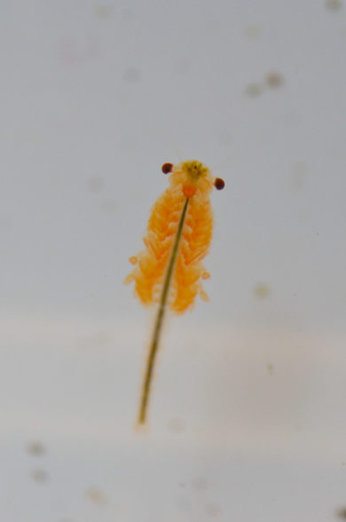 Fairy Shrimp (Eubranchipus sp.) | Vermont Atlas of Life