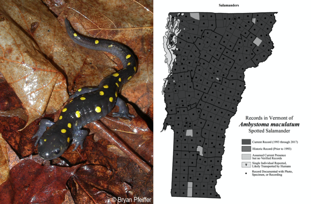 Spotted Salamander (Ambystoma maculatum) | Vermont Atlas of Life