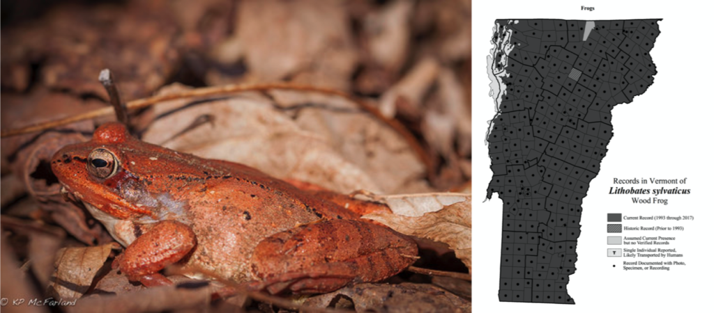 Wood Frog (Lithobates sylvaticus) | Vermont Atlas of Life