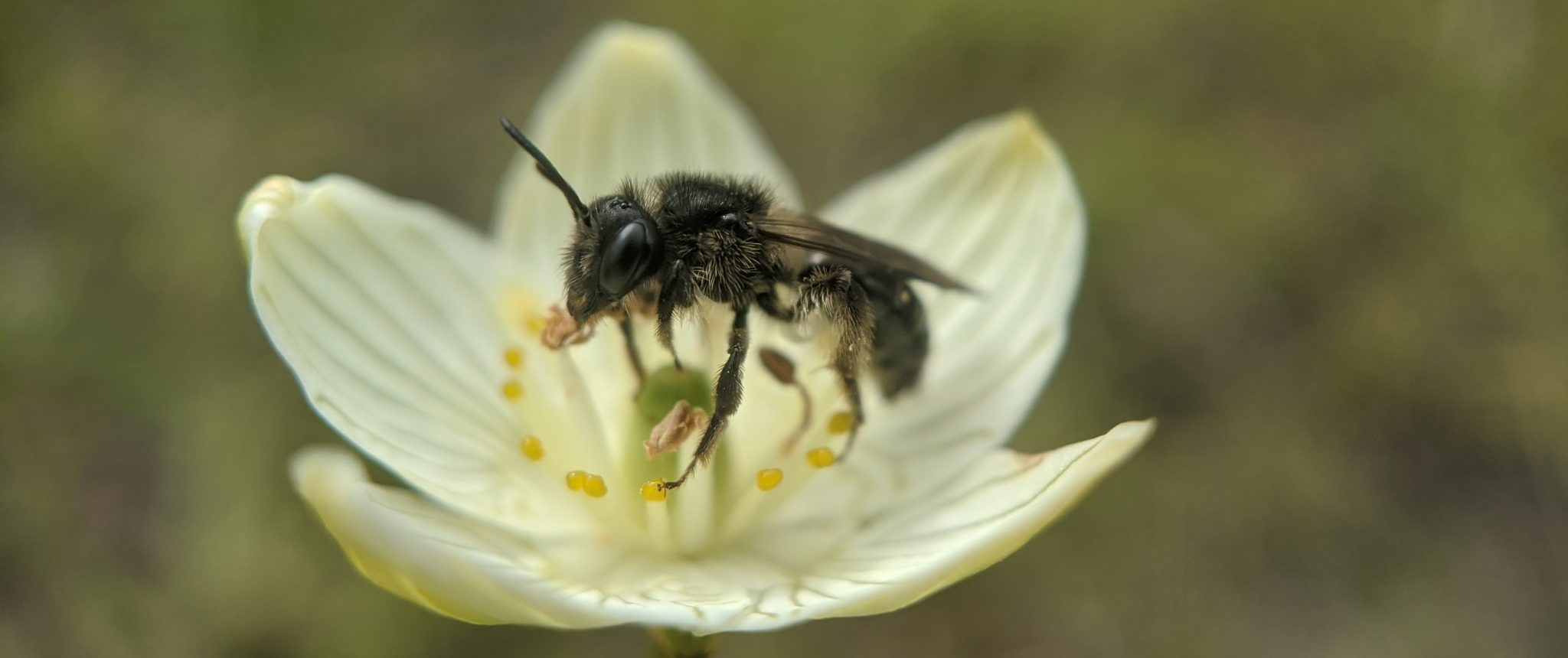 Mining Bees (Genus Andrena) | Vermont Atlas of Life