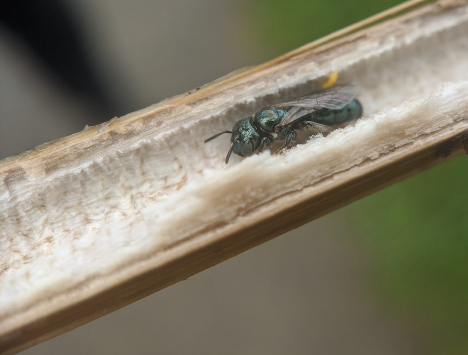 Small Carpenter Bees (Genus Ceratina) | Vermont Atlas of Life