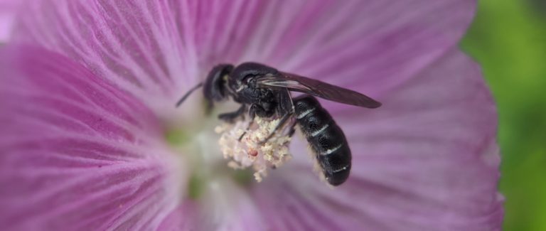 Scissor Bees (Genus Chelostoma) | Vermont Atlas of Life