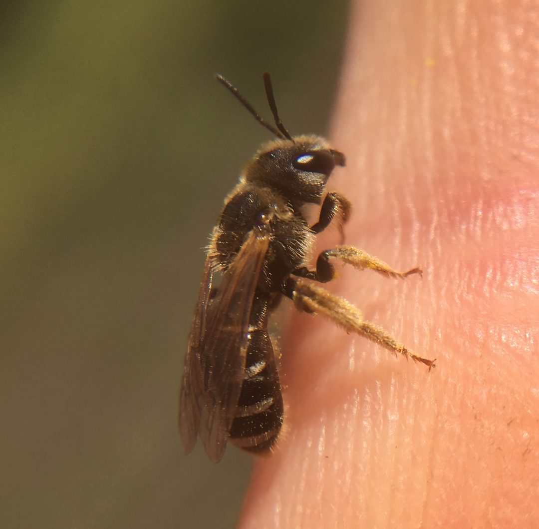 Furrow Bees (Genus Halictus) | Vermont Atlas of Life