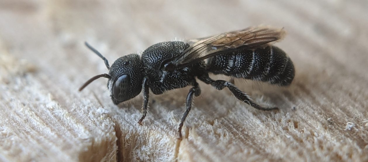 Armored-Resin Bees (Genus Heriades) | Vermont Atlas of Life