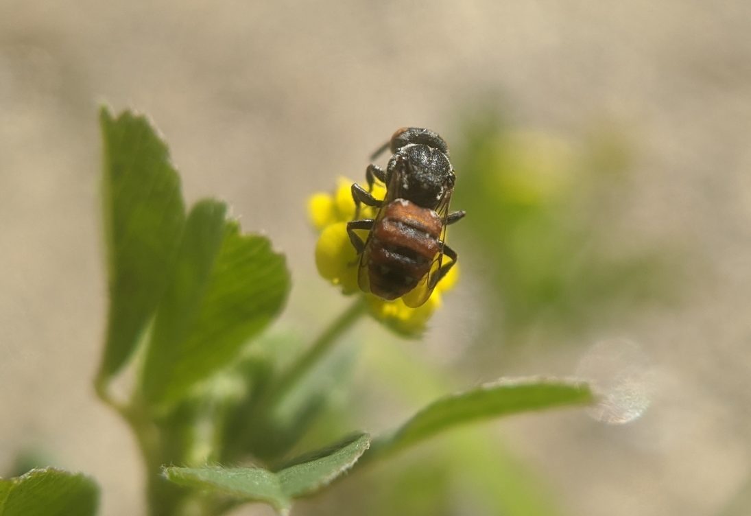 Genus Calliopsis | Vermont Atlas of Life