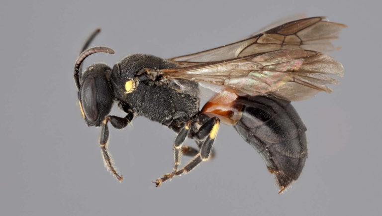 Nelumbo Masked Bee (Hylaeus nelumbonis) | Vermont Atlas of Life