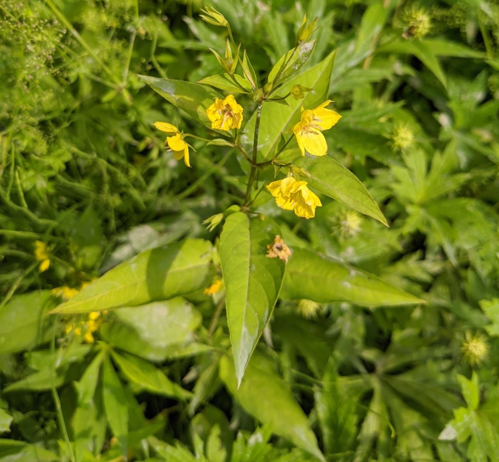 Loosestrife Bees (Genus Macropis) | Vermont Atlas of Life