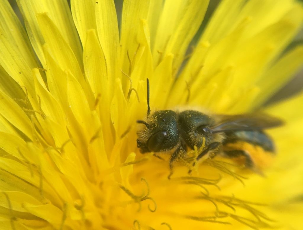Georgia Mason Bee | Vermont Atlas of Life