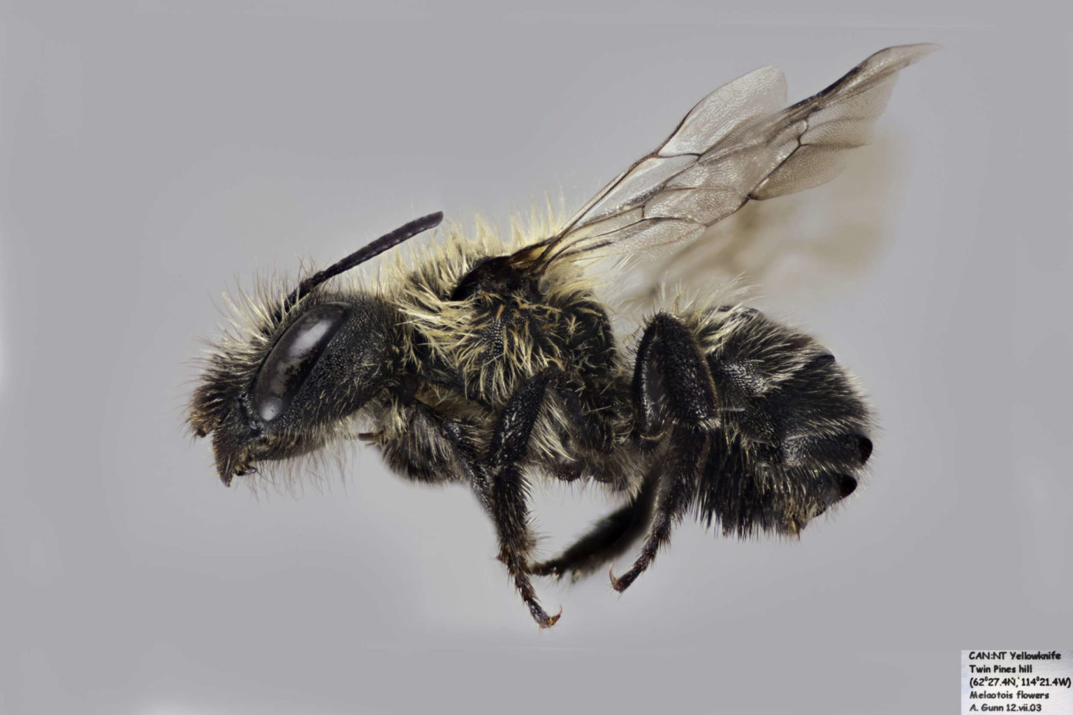 Mountain Mason Bee | Vermont Atlas of Life