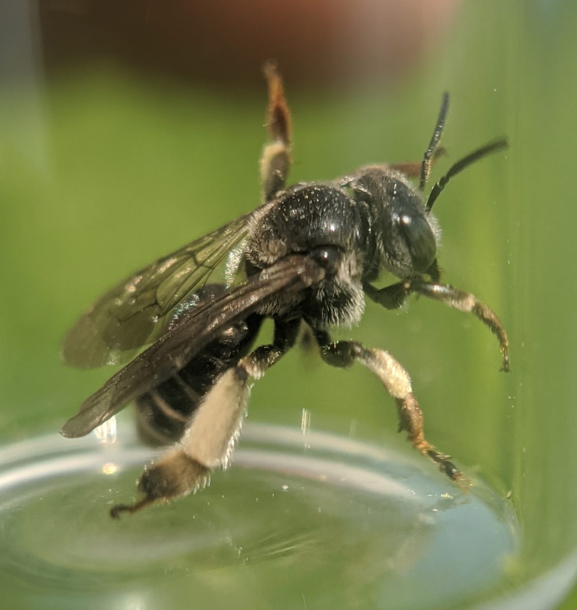 Loosestrife Bees (Genus Macropis) | Vermont Atlas of Life