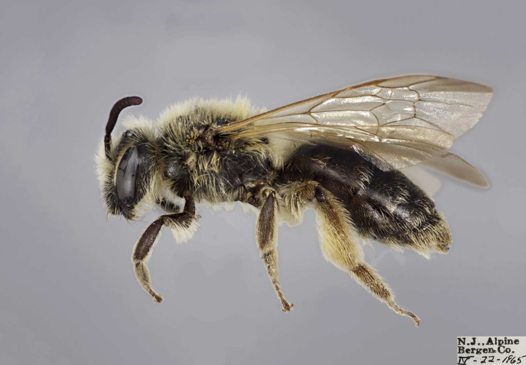 Eastern Willow Miner Bee | Vermont Atlas of Life