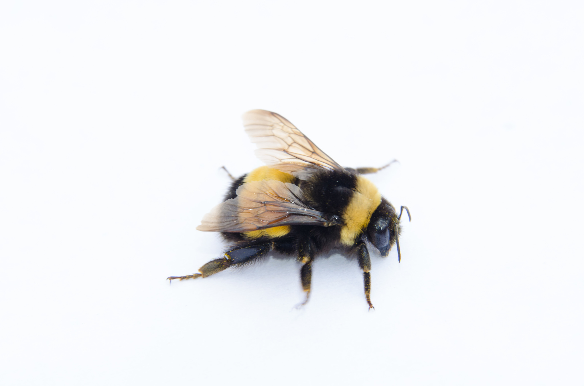 Bee Photography Tips | Vermont Atlas of Life