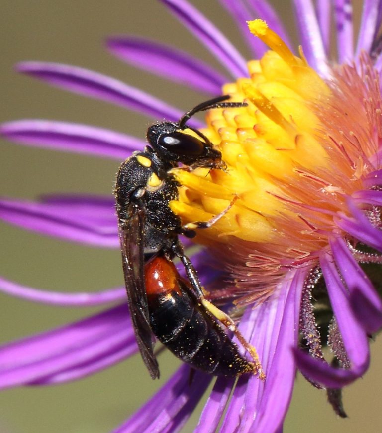 Ornate Masked Bee (Hylaeus ornatus) | Vermont Atlas of Life