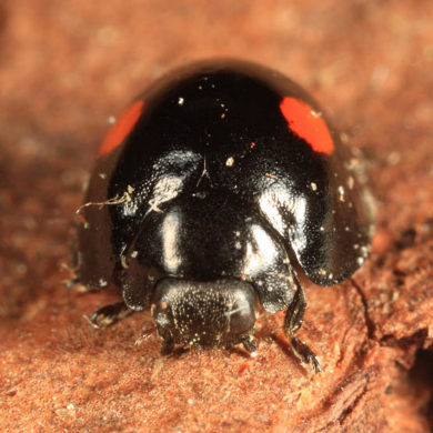 Twice-stabbed Lady Beetle | Vermont Atlas of Life
