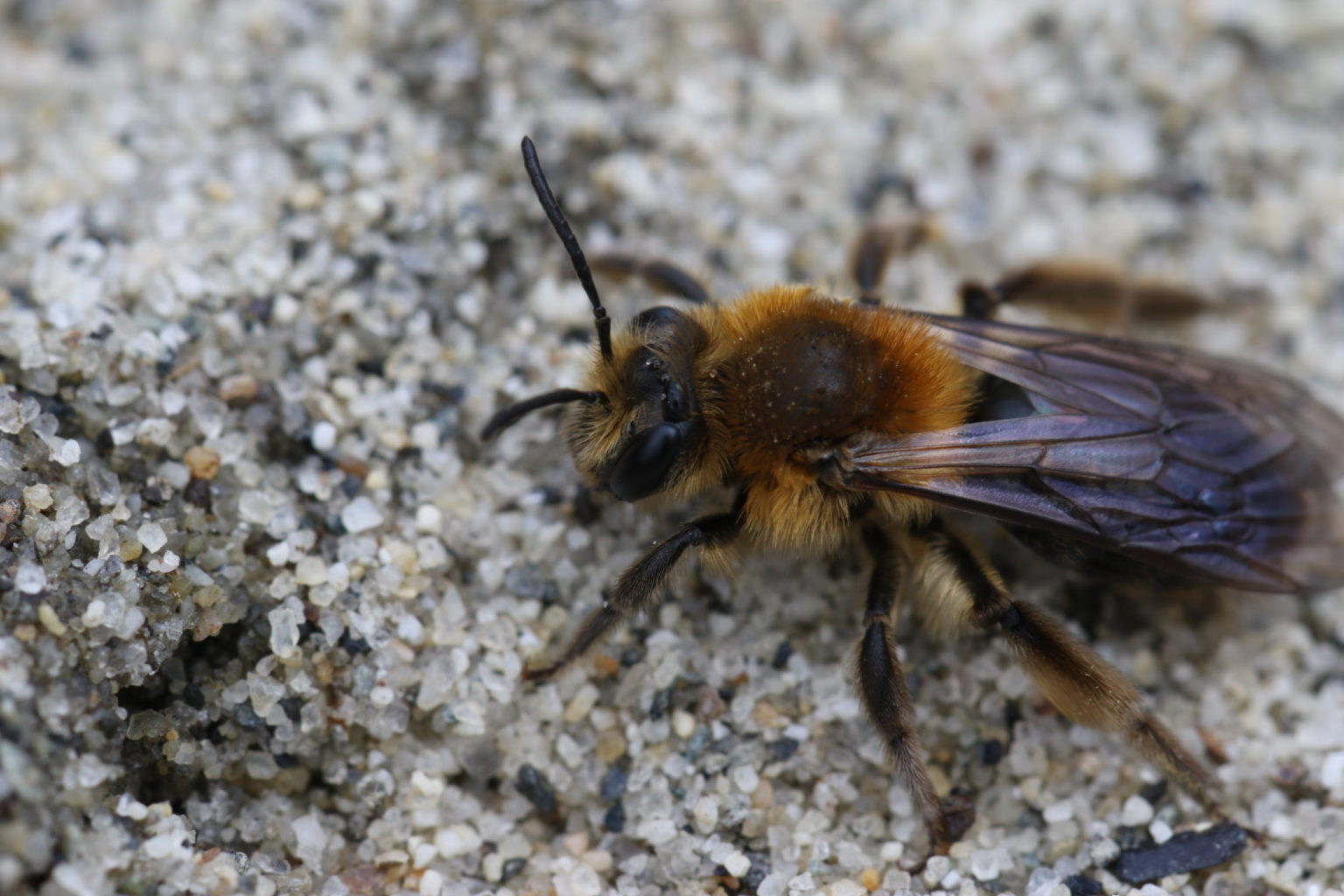 Vermont Wild Bee Survey | Vermont Atlas of Life
