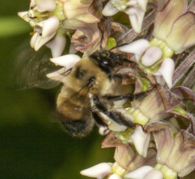 Common Digger Bees | Vermont Atlas of Life