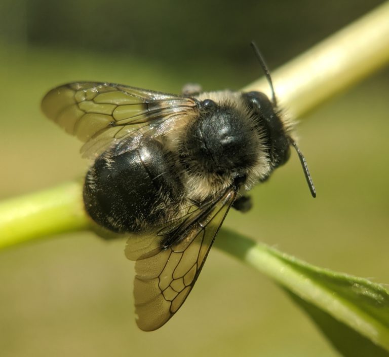 Common Digger Bees | Vermont Atlas of Life