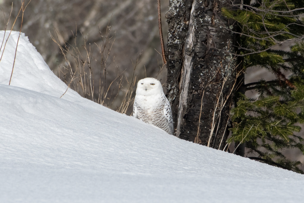 Vermont Town Birding Challenge | Vermont Atlas of Life