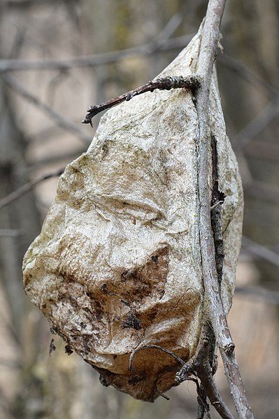 Locating and Identifying Cocoons | Vermont Atlas of Life